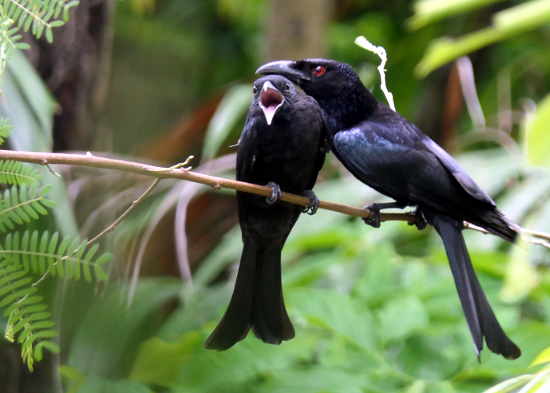 Photos of Darwin's Birds